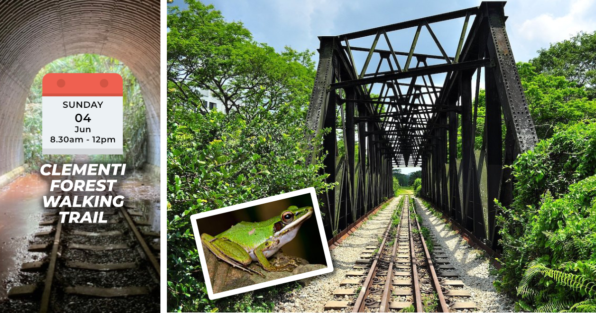 CLEMENTI FOREST WALKING TRAIL - Uncle Chris